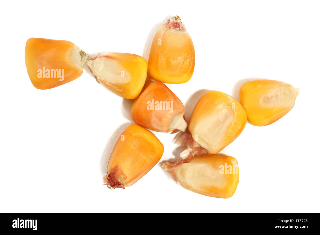 Corn seeds isolated on white Stock Photo - Alamy