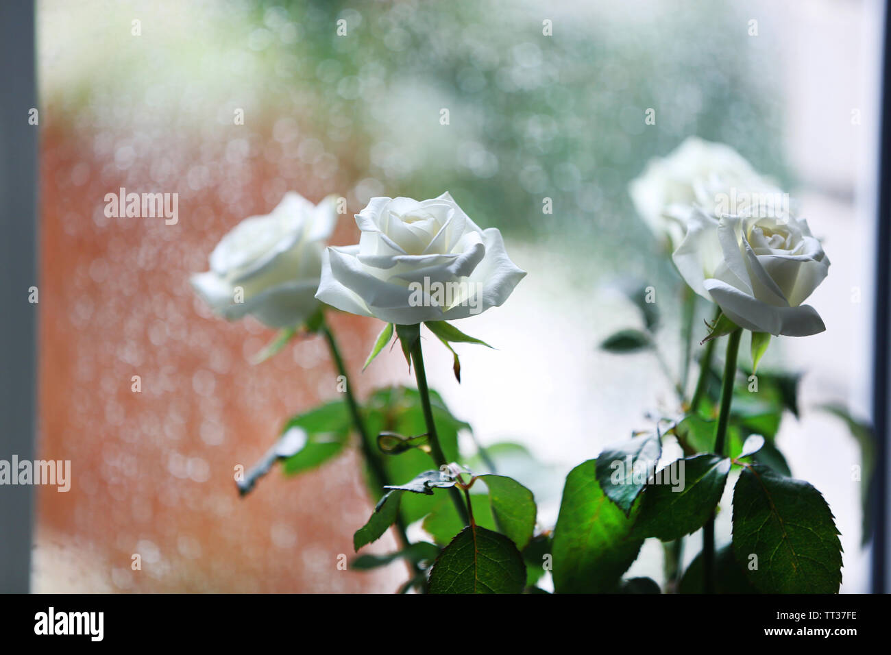 White roses against window Stock Photo - Alamy