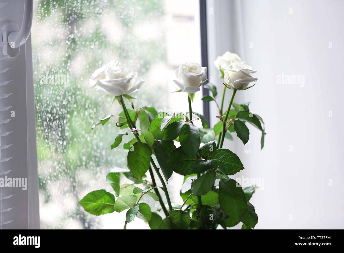 White roses against window Stock Photo - Alamy