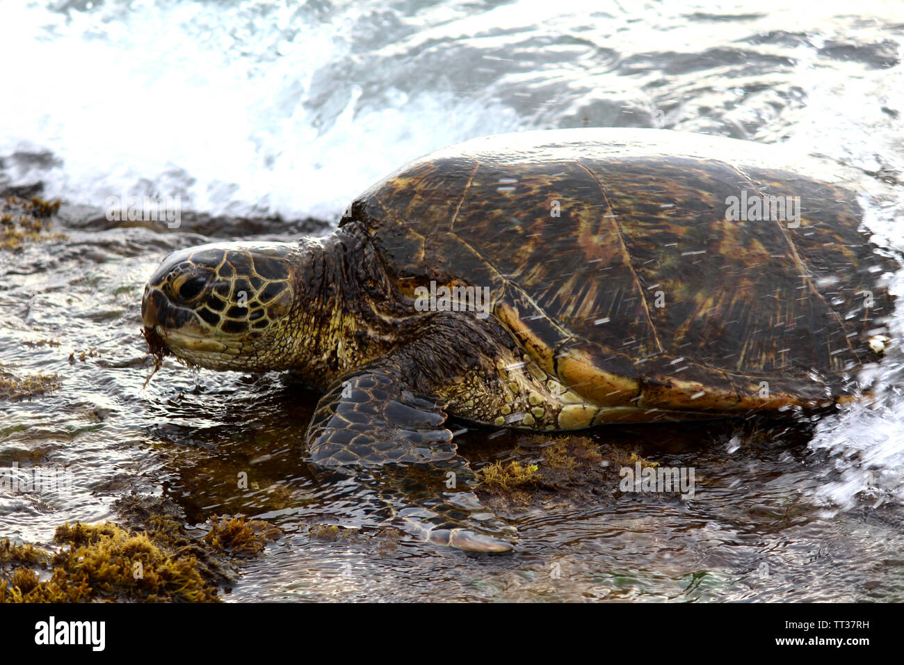 Turtle paddling in the shoreline near Sunset Beach, Hawaii Stock Photo ...