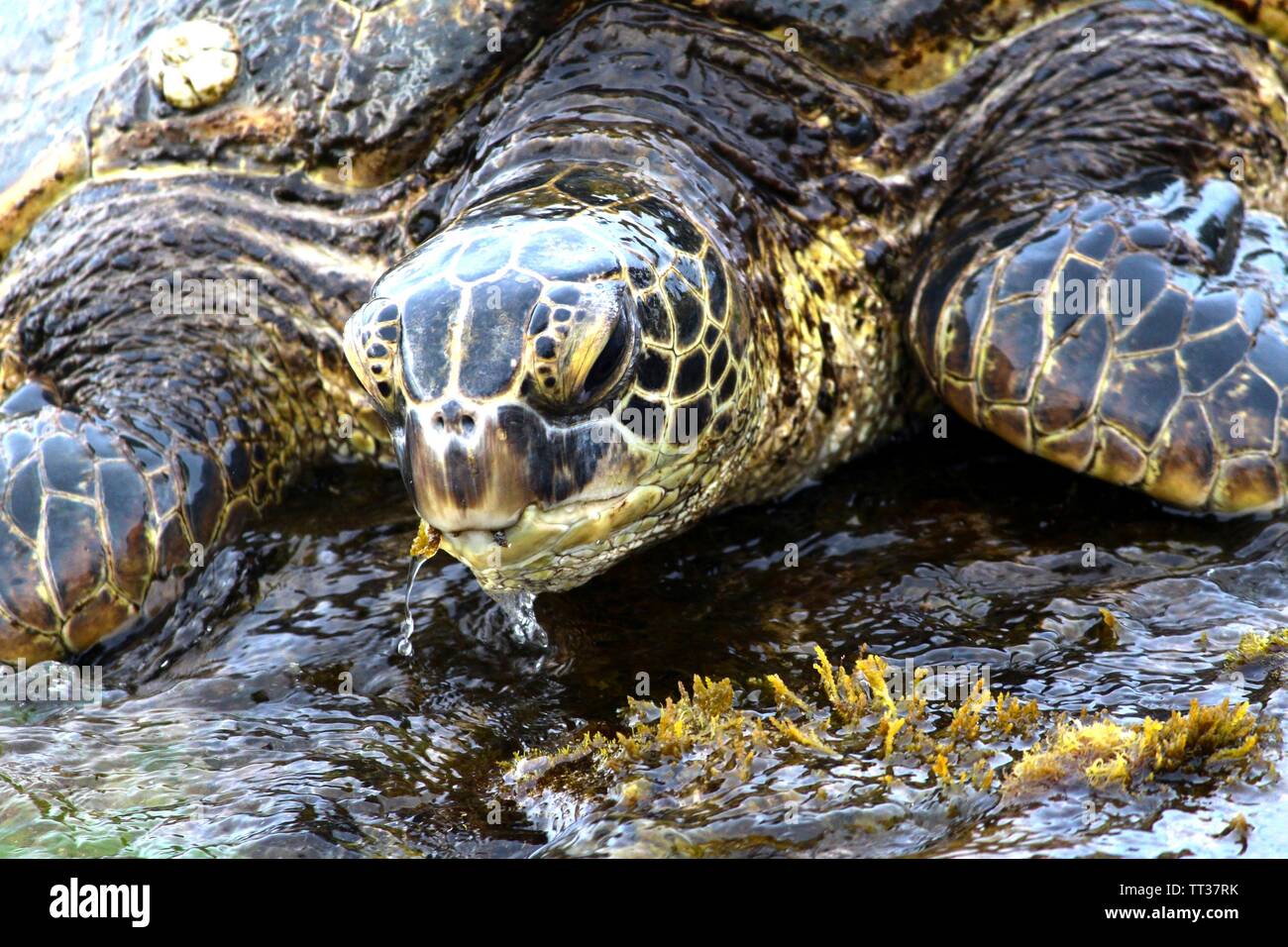 Turtle paddling in the shoreline near Sunset Beach, Hawaii Stock Photo ...