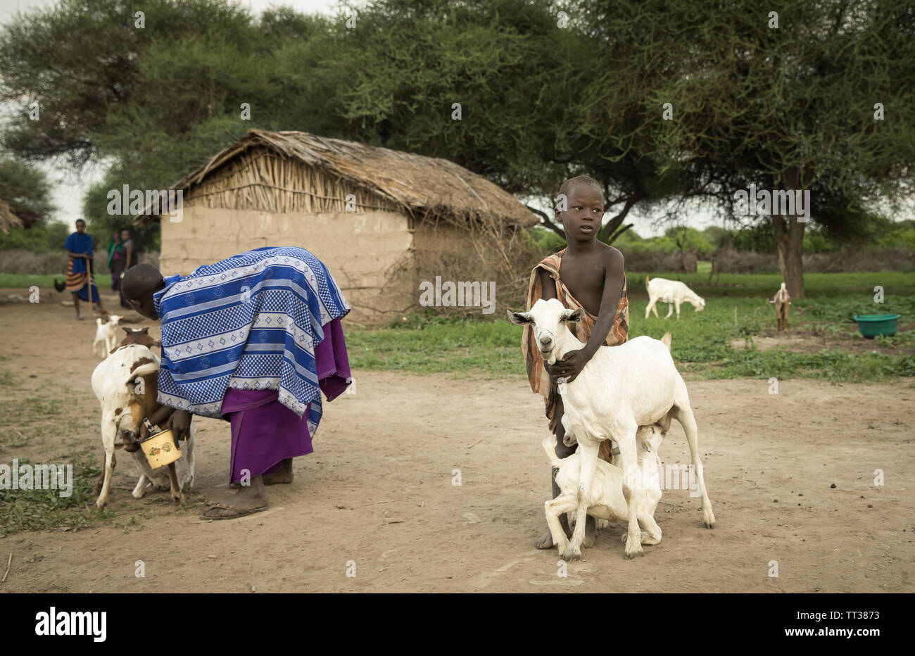 Same, Tanzania, 4th June, 2019: Maasai boy helping his mother to milk ...