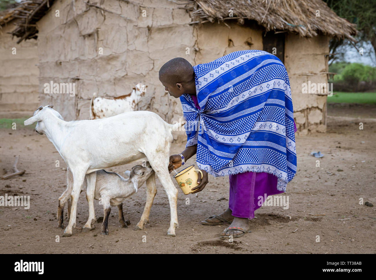 Maasai woman milking a goat Stock Photo - Alamy