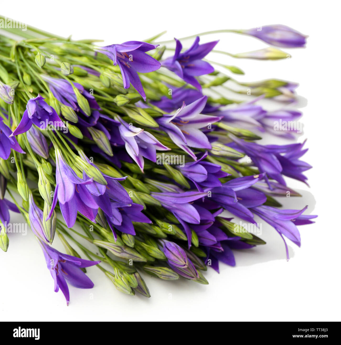 Beautiful wild flowers isolated on white Stock Photo - Alamy