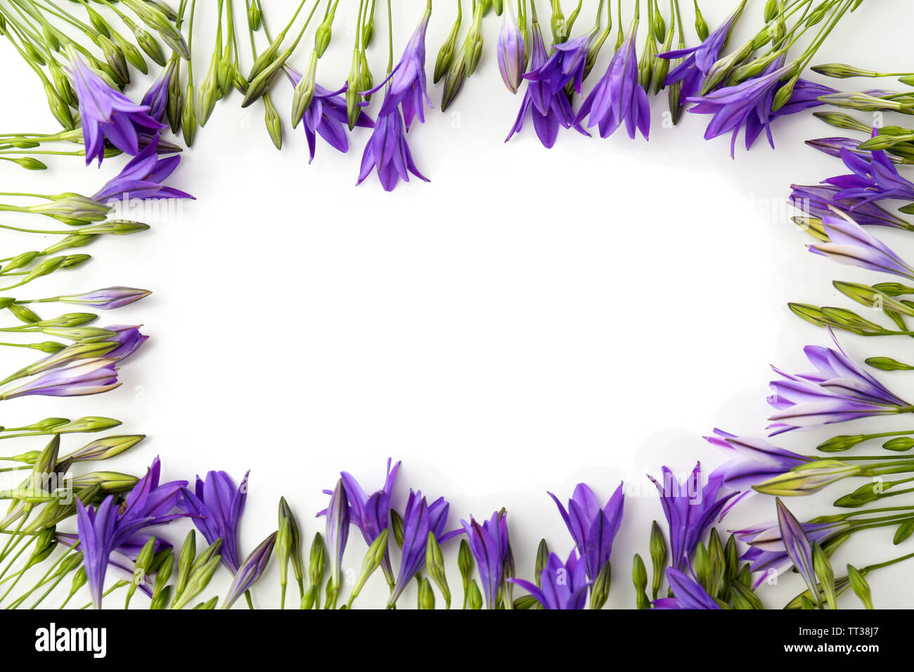 Beautiful wild flowers isolated on white Stock Photo - Alamy