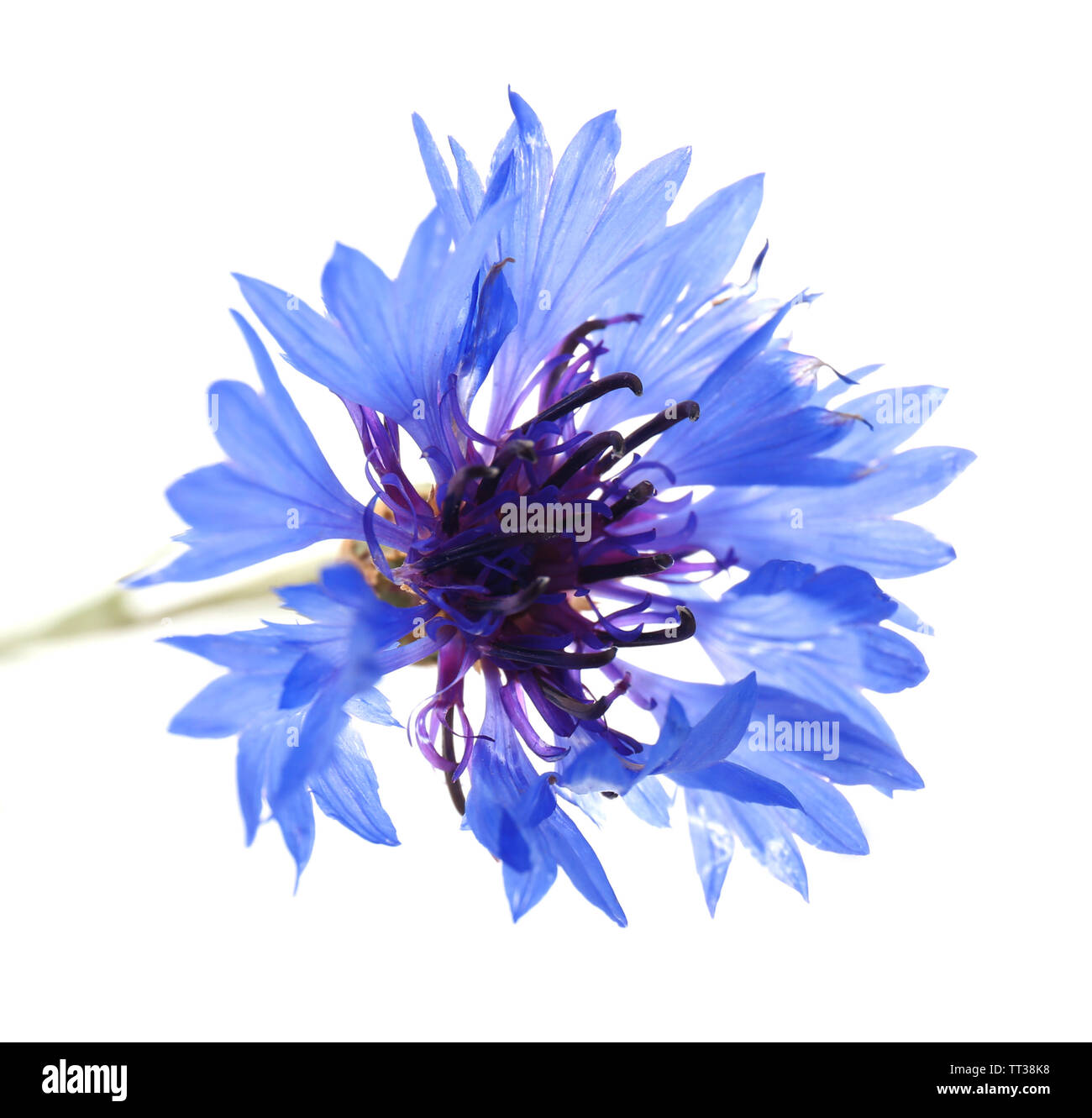 Beautiful wild flowers isolated on white Stock Photo - Alamy