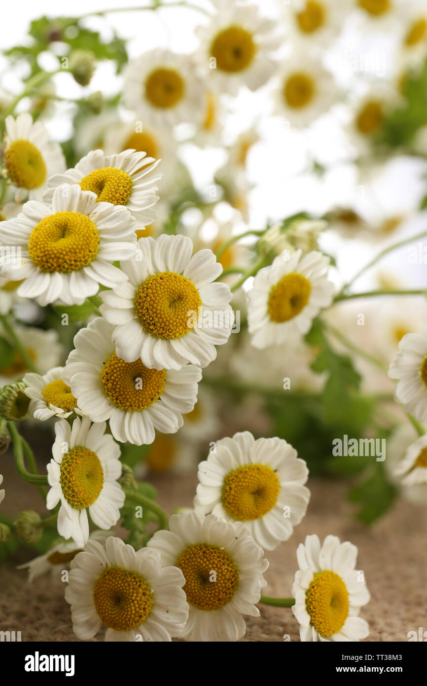 Beautiful wild flowers close up Stock Photo - Alamy