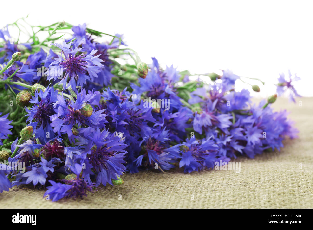 Beautiful wild flowers isolated on white Stock Photo - Alamy