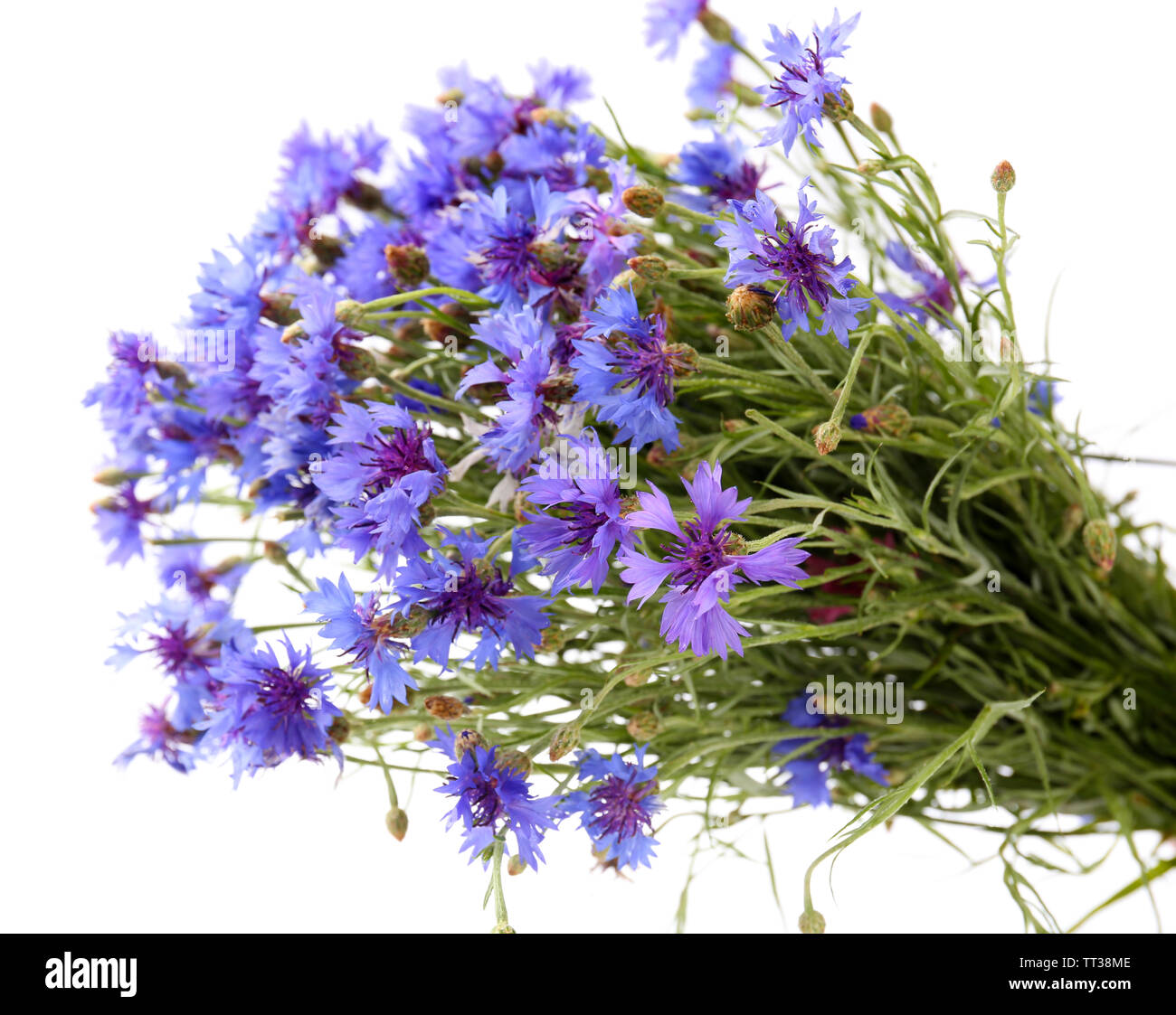 Beautiful wild flowers isolated on white Stock Photo - Alamy