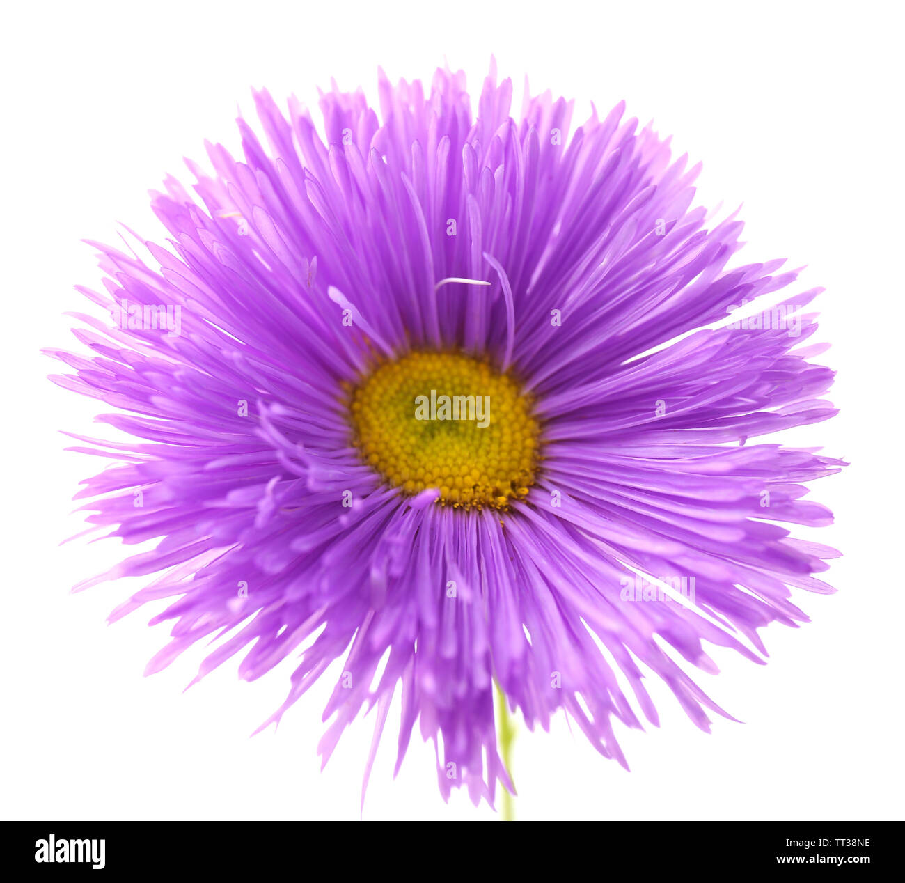 Beautiful wild flowers isolated on white Stock Photo - Alamy