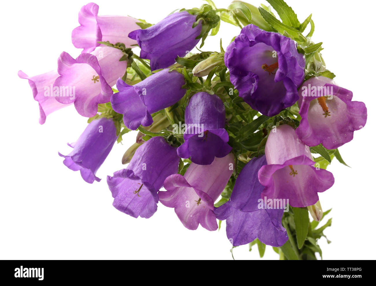 Beautiful wild flowers isolated on white Stock Photo - Alamy