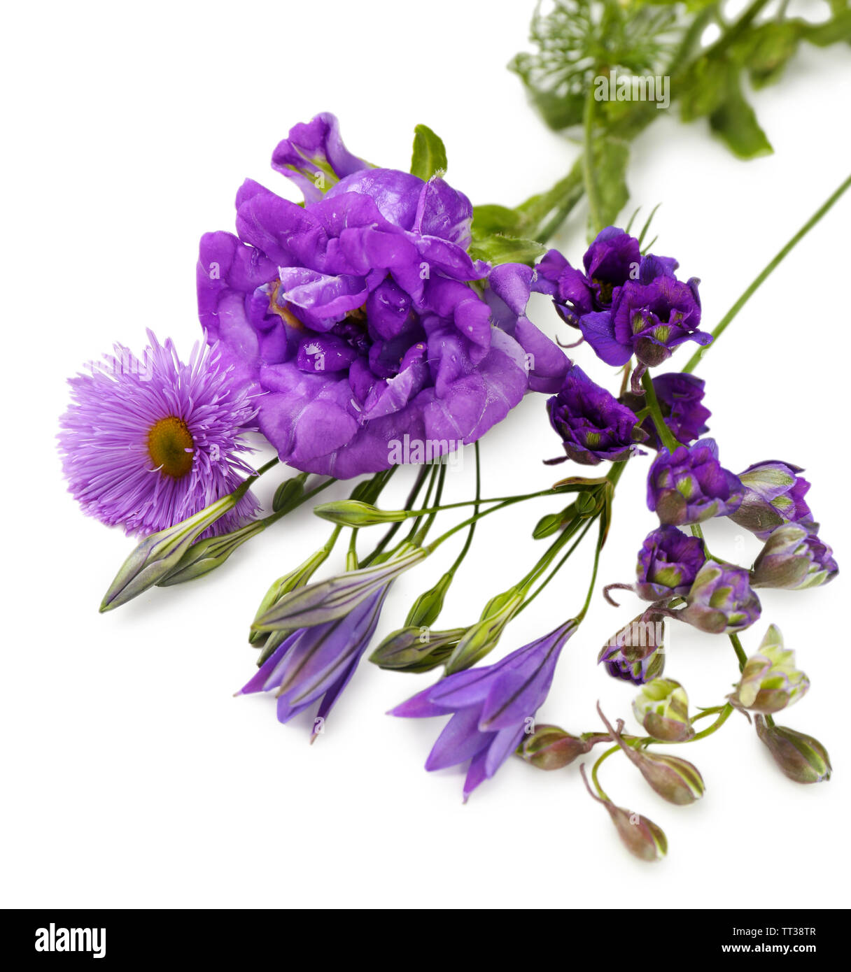 Beautiful wild flowers isolated on white Stock Photo - Alamy