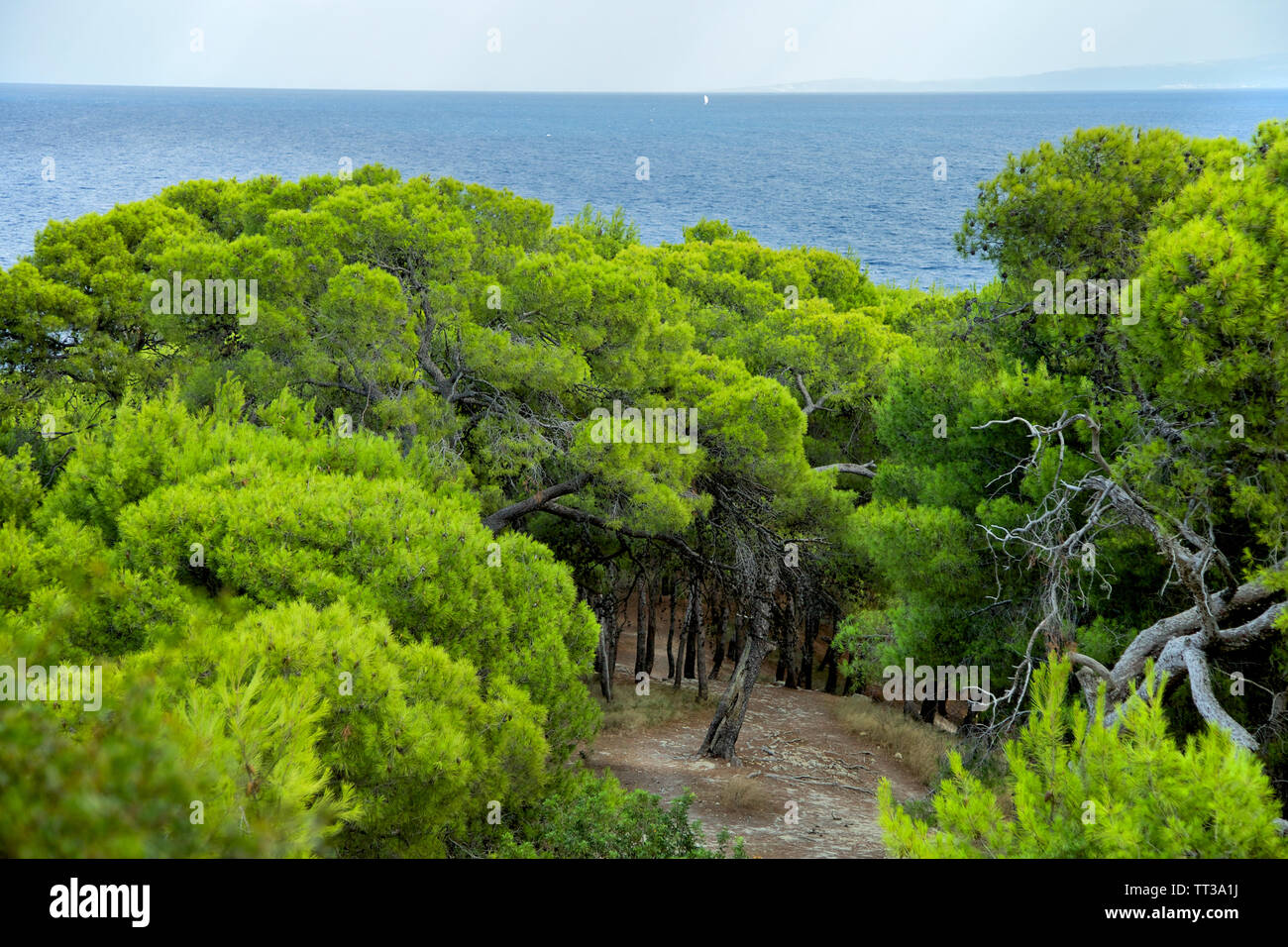 Trees of Pinewood in a sunny day at the island of Tremiti south of ...