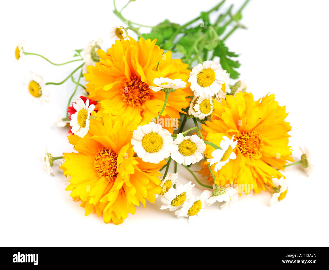 Beautiful wild flowers isolated on white Stock Photo - Alamy