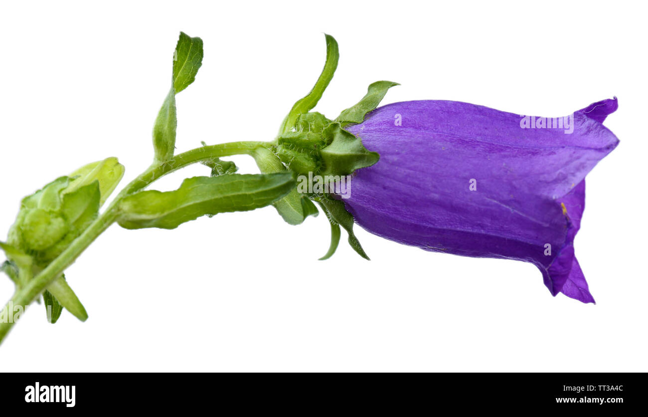 Beautiful wild flower isolated on white Stock Photo - Alamy