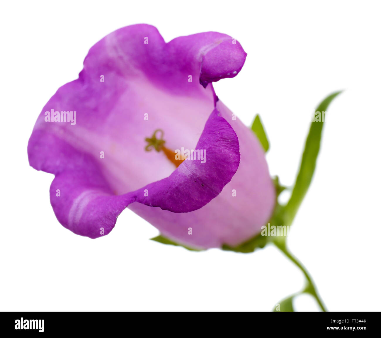 Beautiful wild flower isolated on white Stock Photo - Alamy