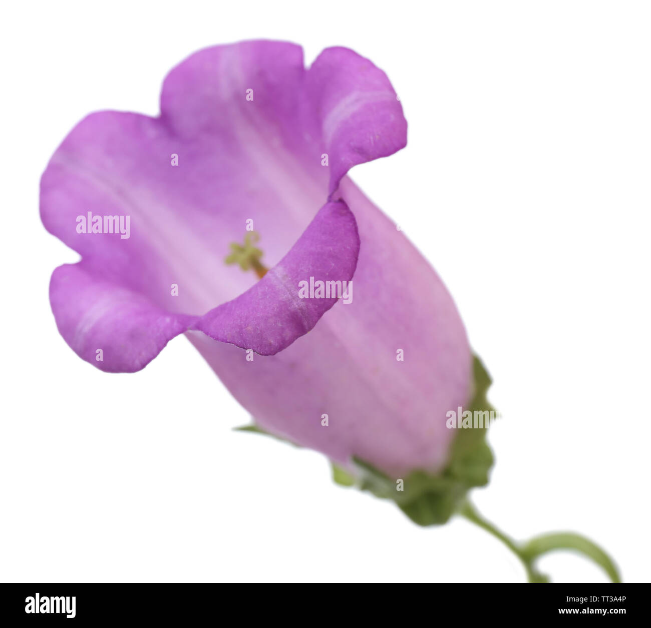 Beautiful wild flower isolated on white Stock Photo - Alamy