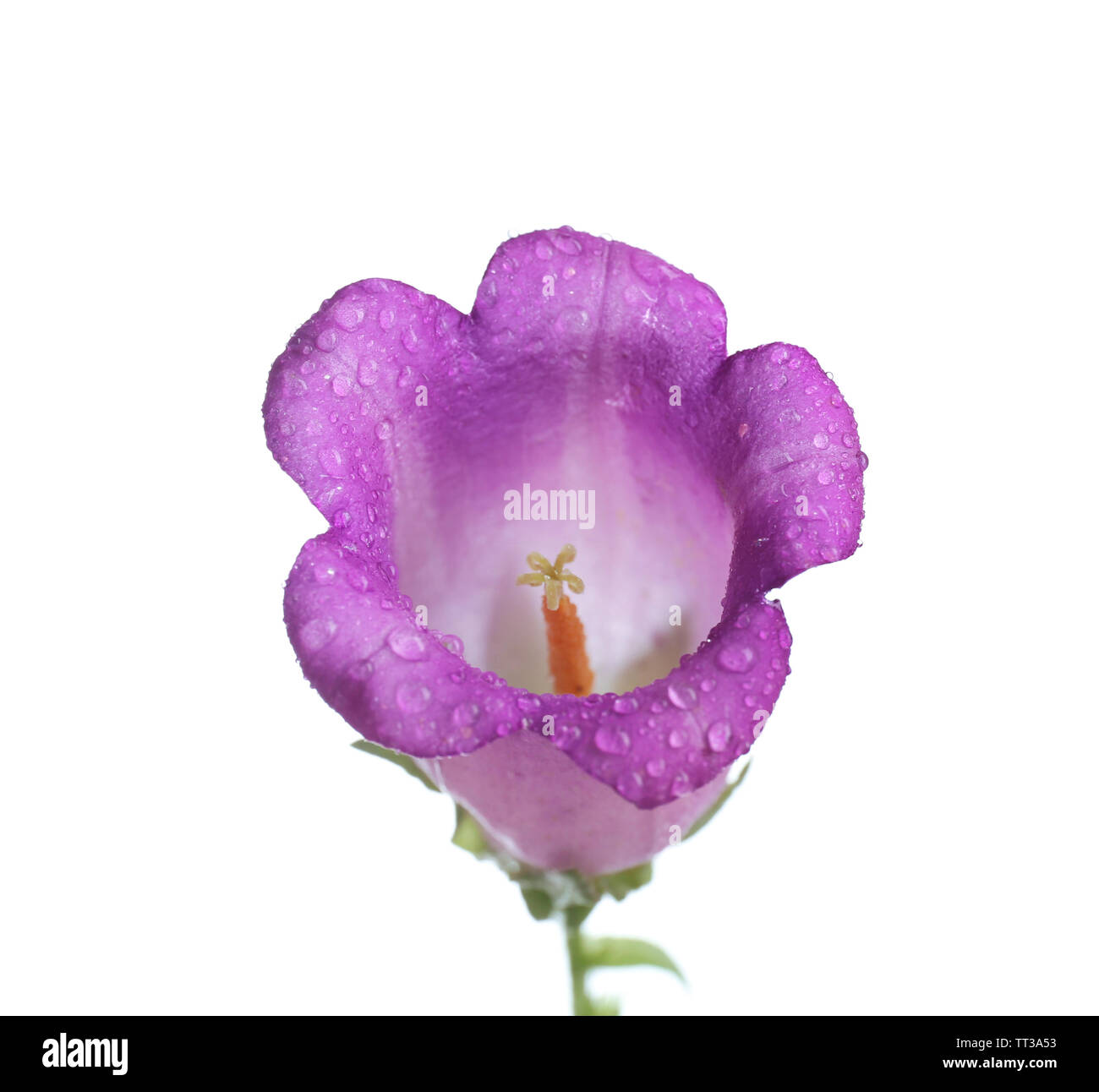 Beautiful wild flower isolated on white Stock Photo - Alamy