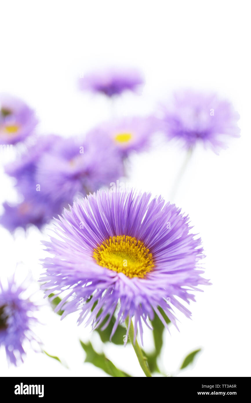 Beautiful wild flowers isolated on white Stock Photo - Alamy