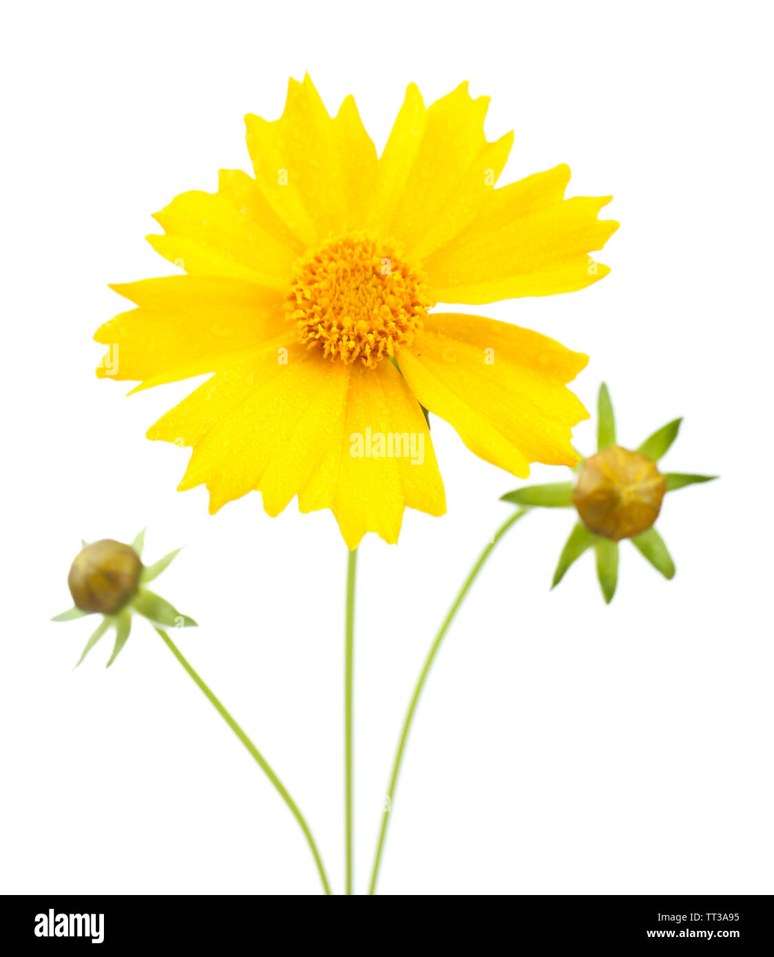 Beautiful wild flowers isolated on white Stock Photo - Alamy