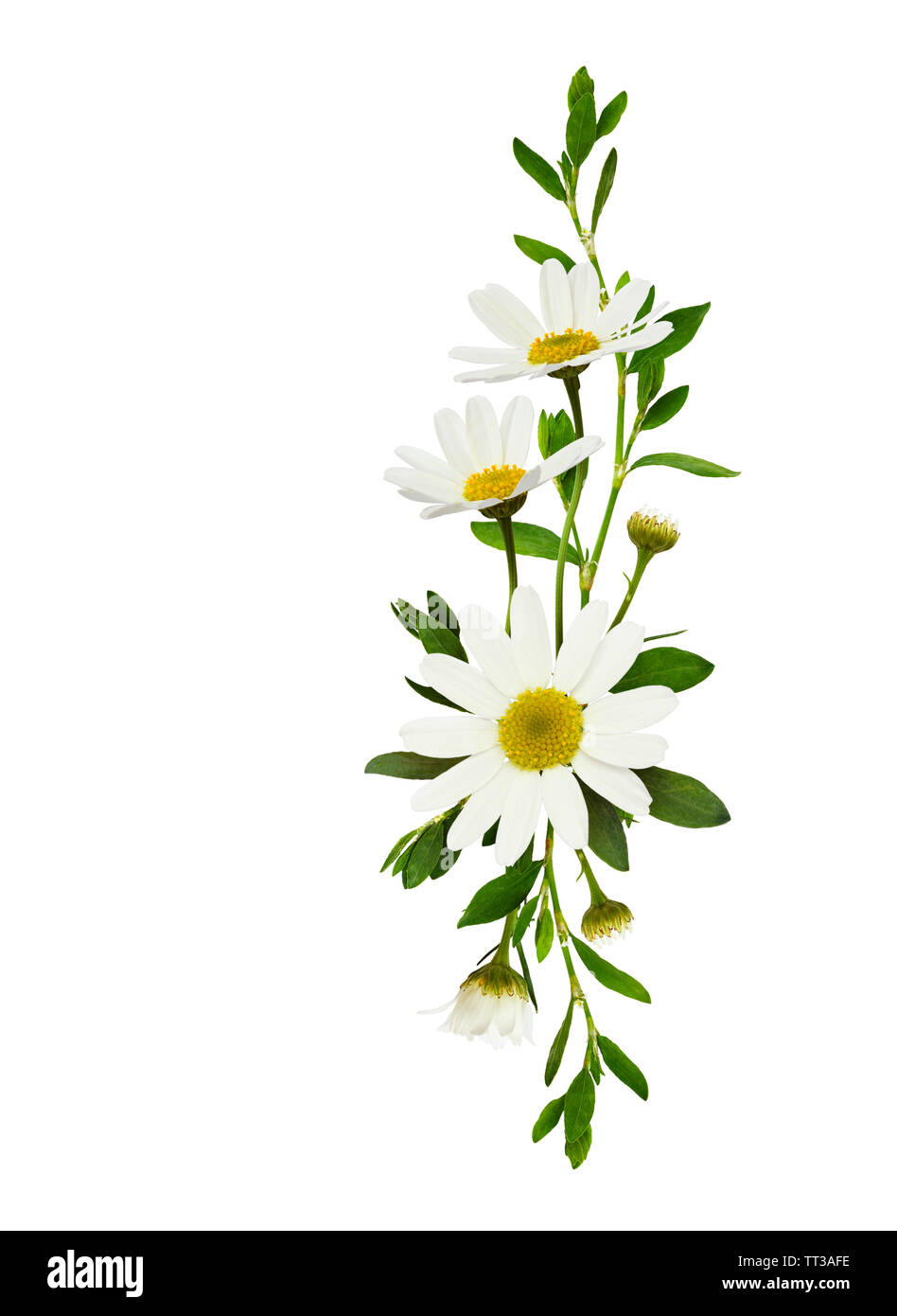 Daisy flowers in a floral arrangement isolated on white background ...
