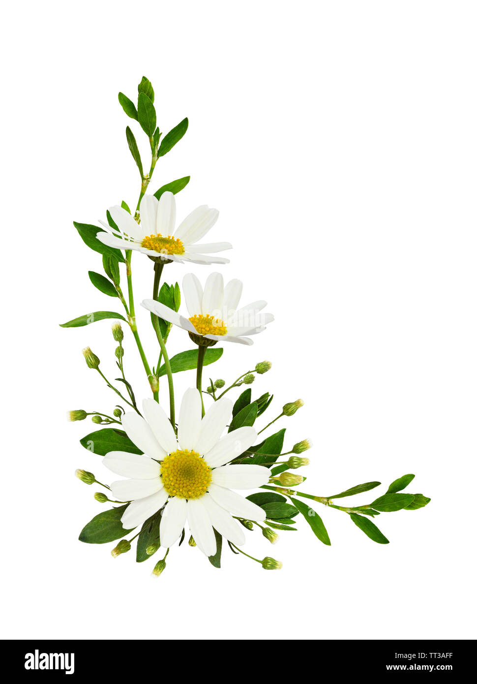 Daisy flowers in a corner floral arrangement isolated on white ...