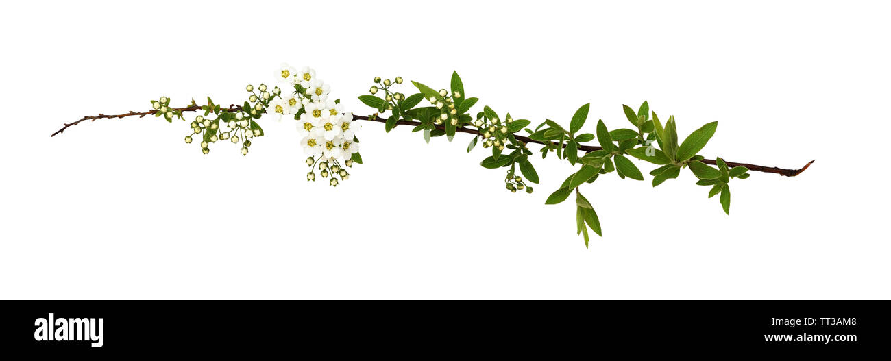 Spring twig of spiraea flowers and buds isolated on white Stock Photo ...