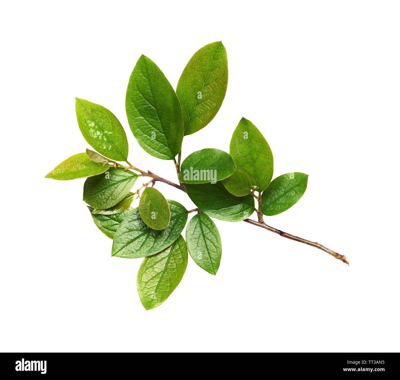 Spring twig with green leaves isolated on white Stock Photo - Alamy