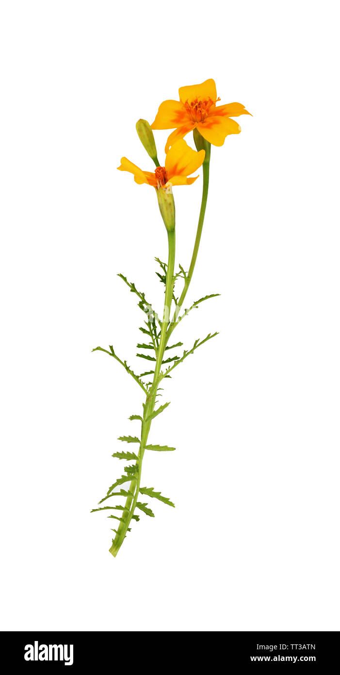 Wild marigold hi-res stock photography and images - Alamy