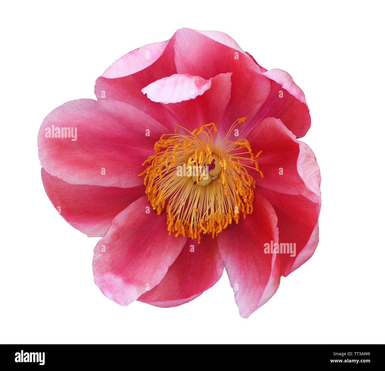 Top view of red peony flower isolated on white Stock Photo - Alamy