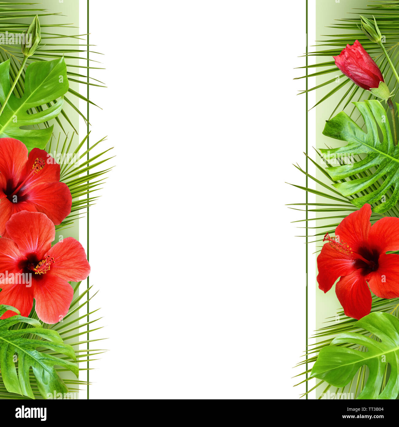 Hibiscus Flower Border