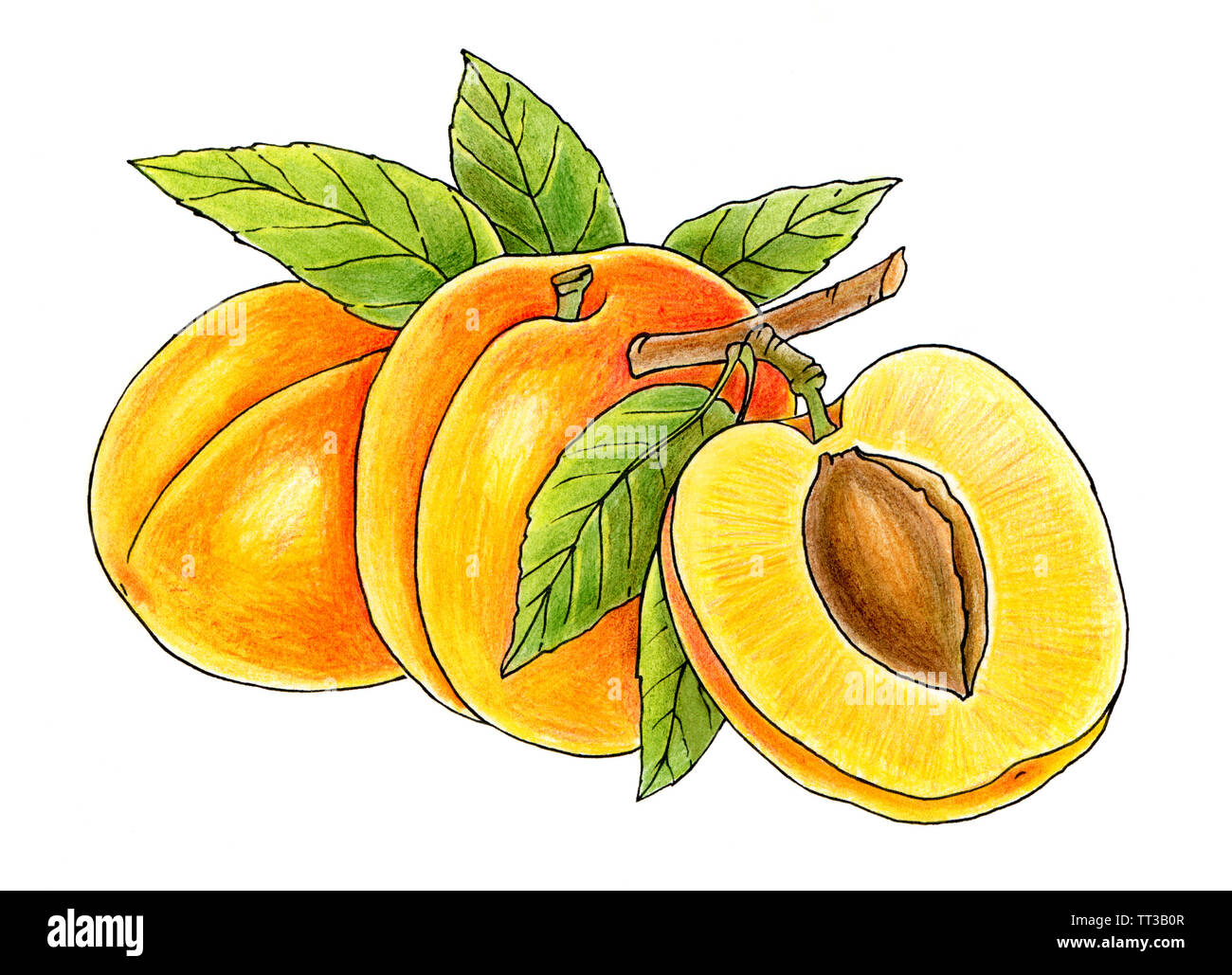 Juicy peaches isolated on white background, hand drawing Stock Photo ...