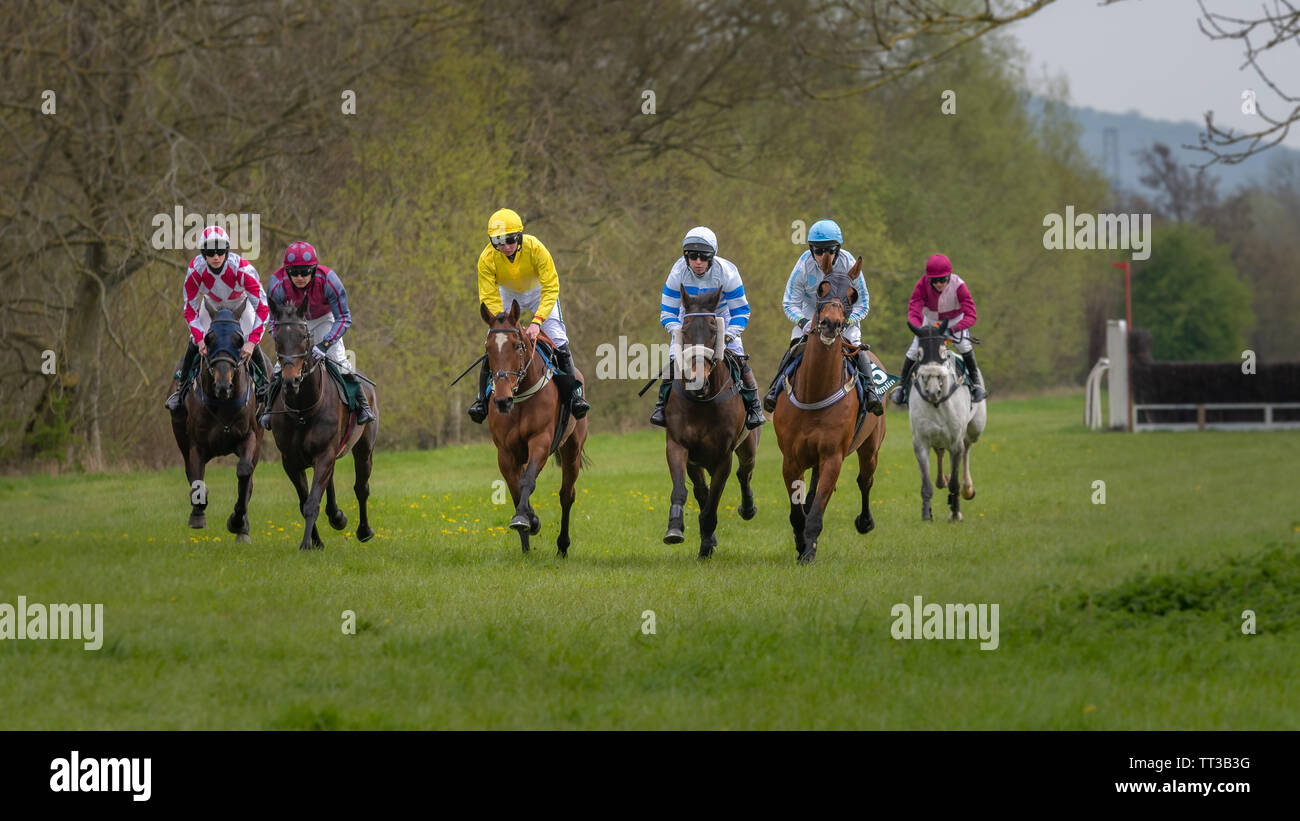 Horses Racing in Point to Point Stock Photo - Alamy