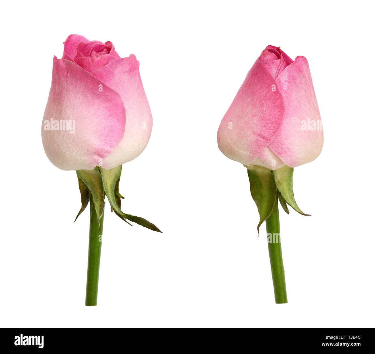 Set of pink rose buds isolated on white Stock Photo - Alamy