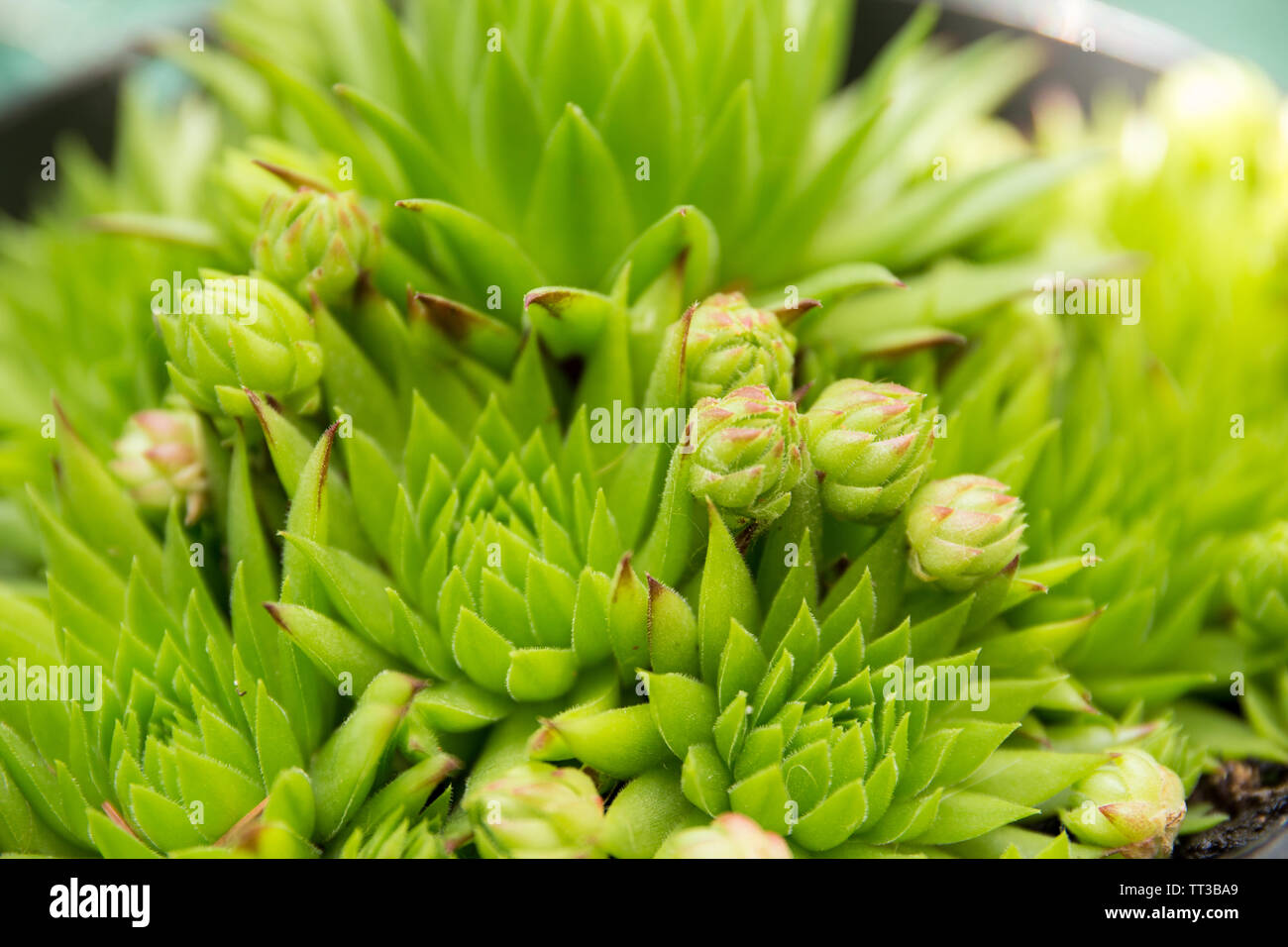 Group green succulent plants hi-res stock photography and images - Alamy