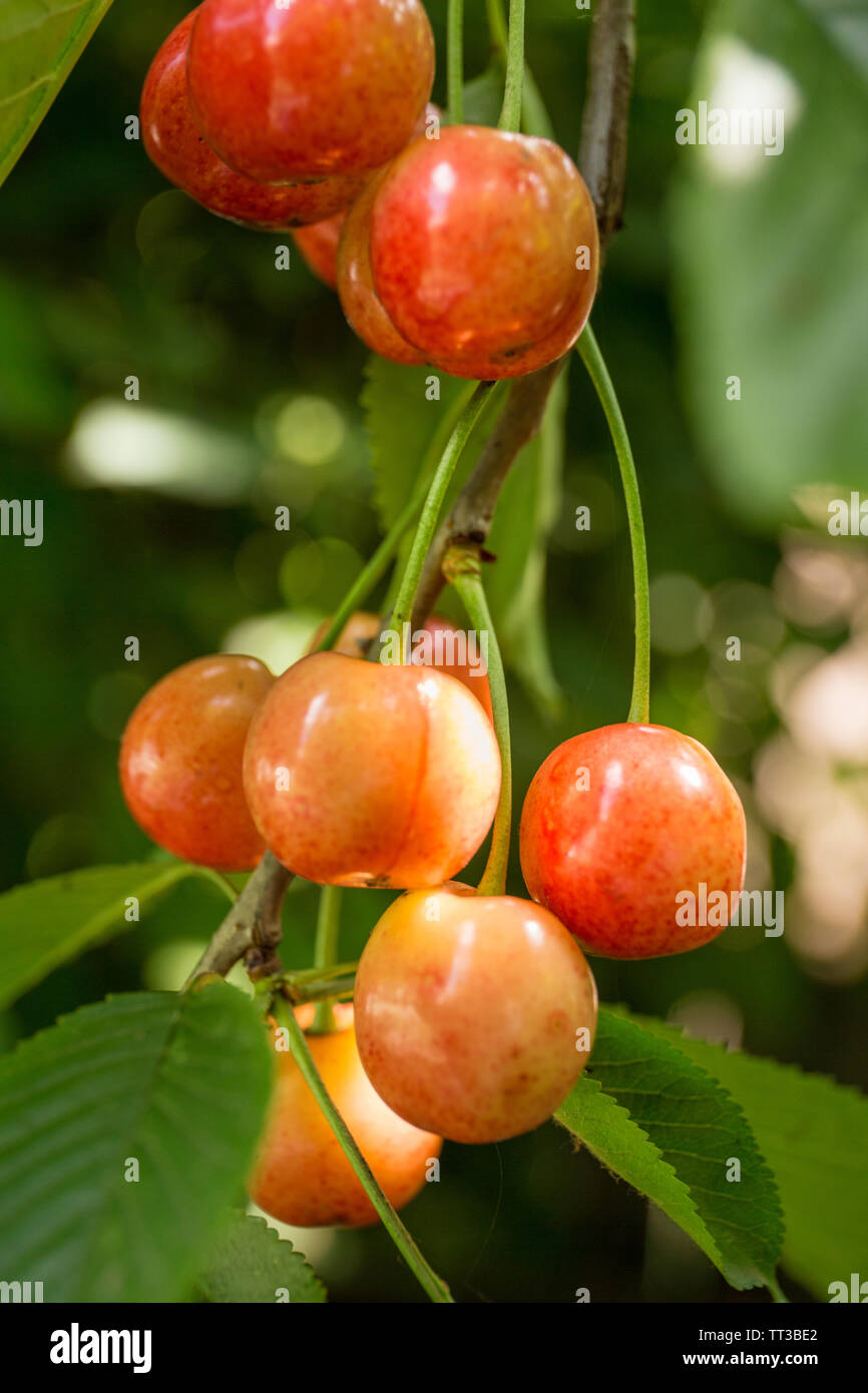 Rainier cherry tree hi-res stock photography and images - Alamy