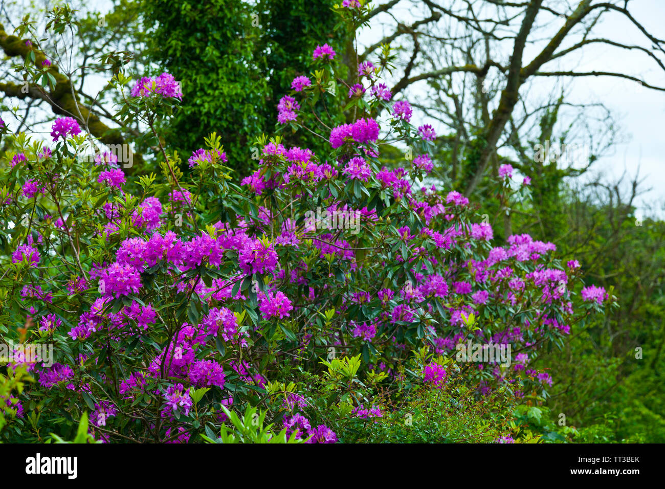 Rhododendron and forest. Causeway Coastal Route. Antrim County ...