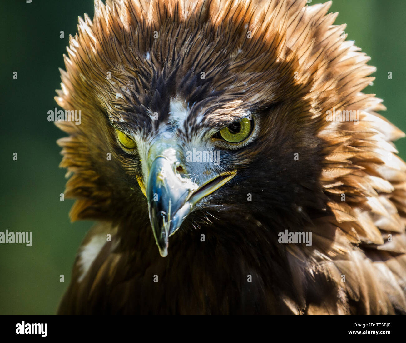 Closeup of golden eagle hi-res stock photography and images - Alamy