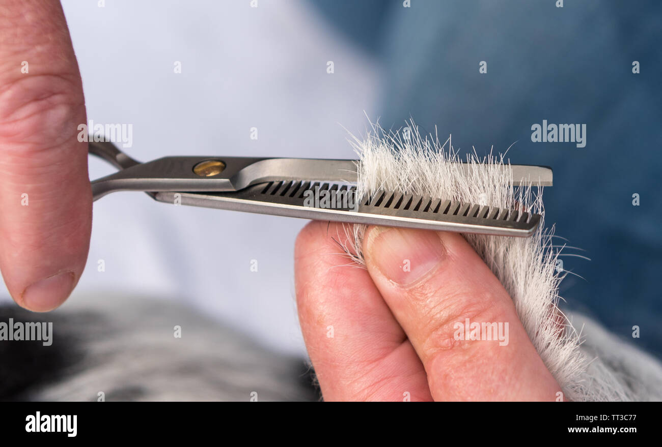 Canine hair style hi-res stock photography and images - Alamy