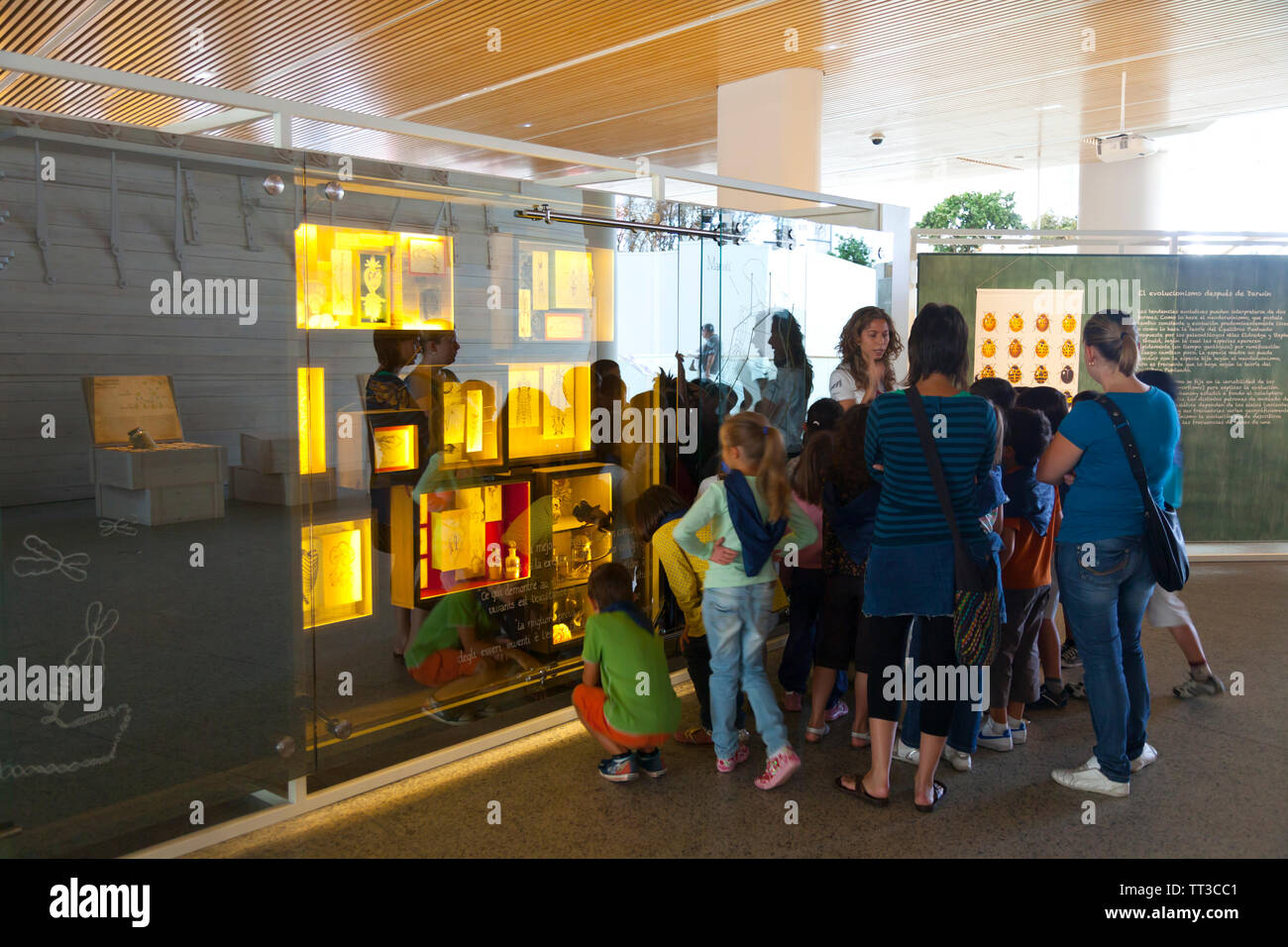 Museo de la Evolución Humana, Burgos, Castilla y León, Spain. Human ...