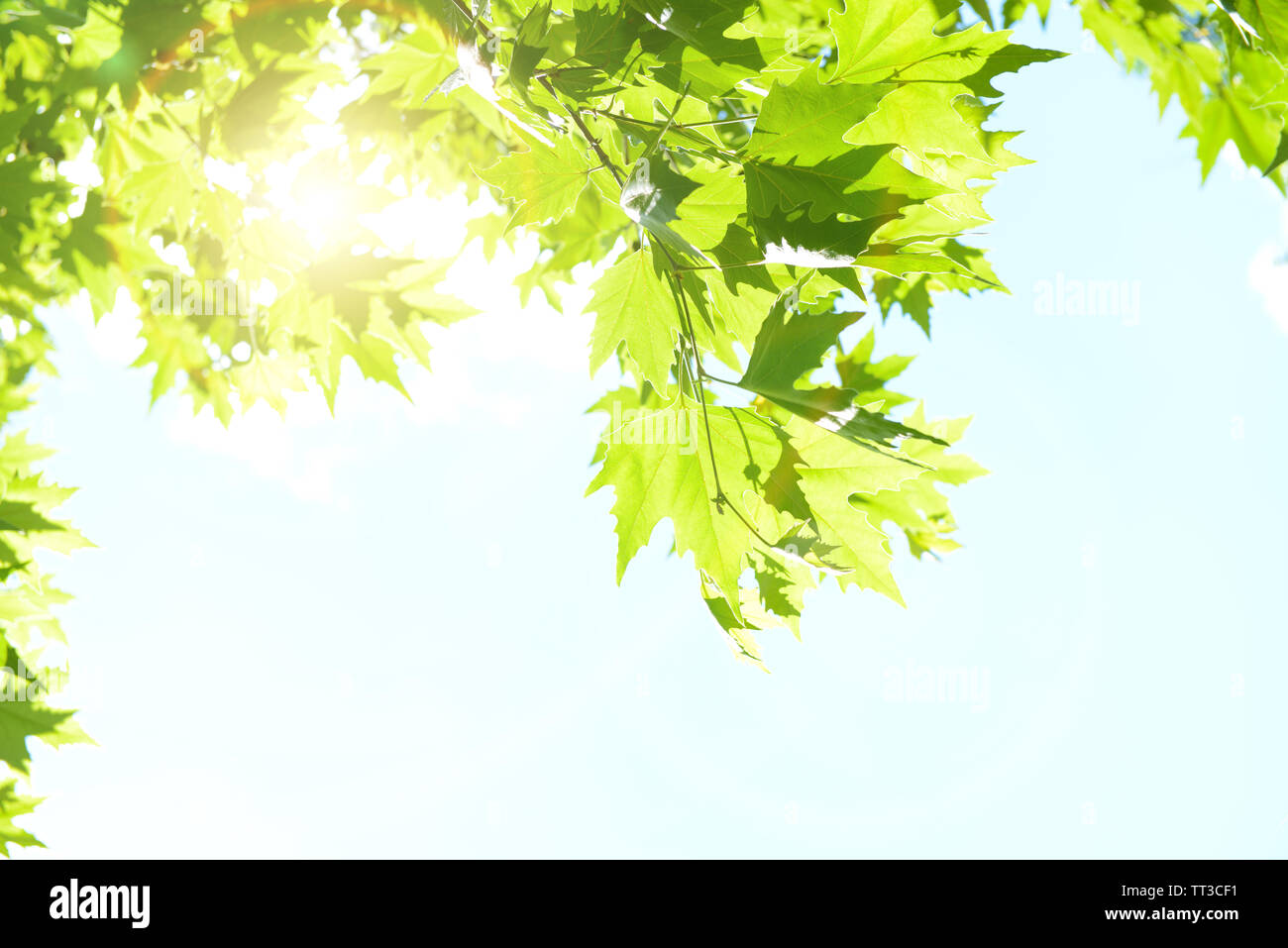 Beautiful spring leaves on tree outdoors Stock Photo - Alamy