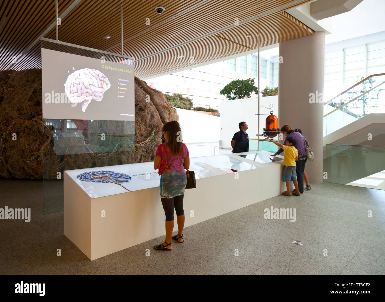 Museo de la Evolución Humana, Burgos, Castilla y León, Spain. Human ...