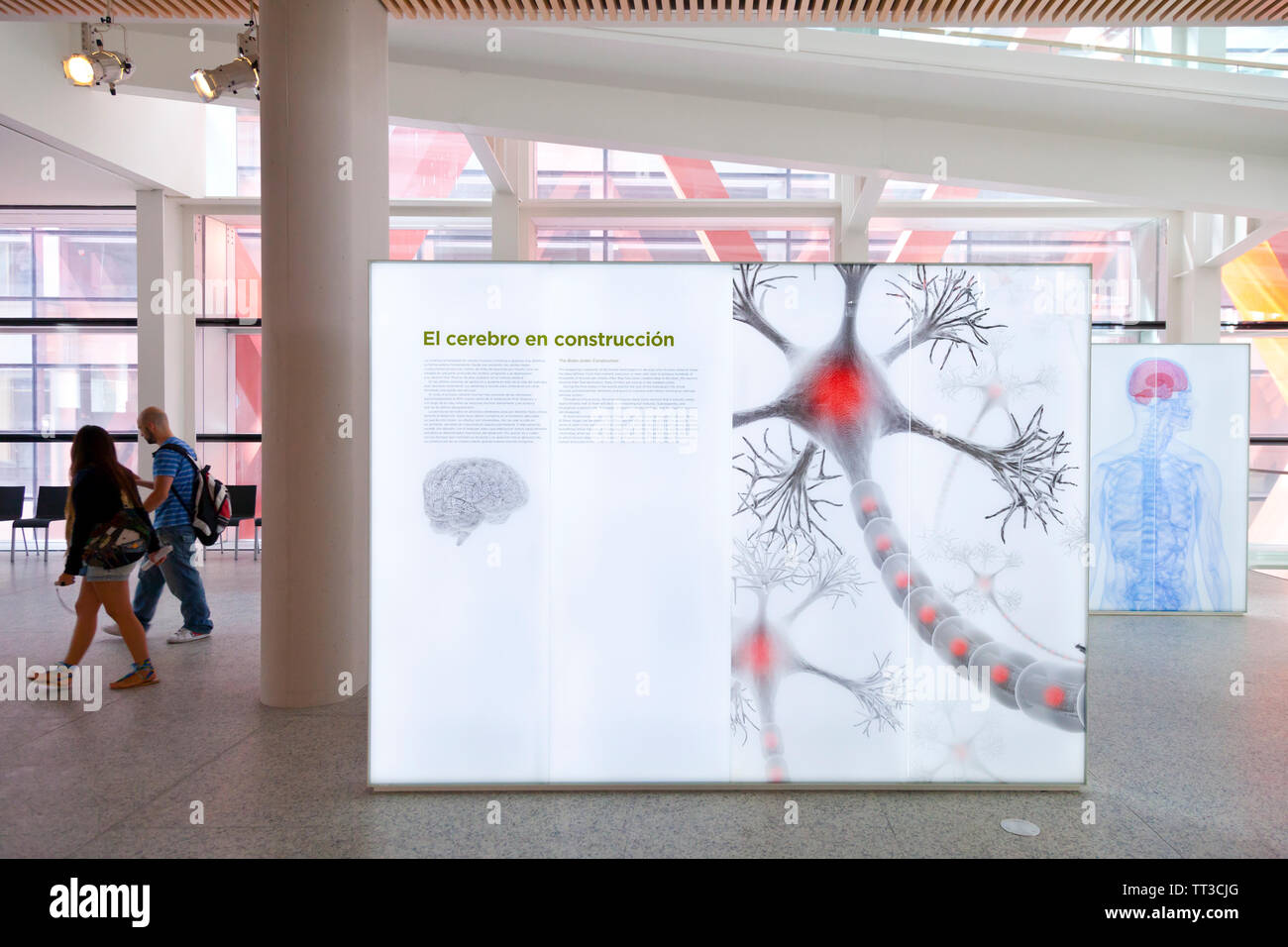 Museo de la Evolución Humana, Burgos, Castilla y León, Spain. Human ...