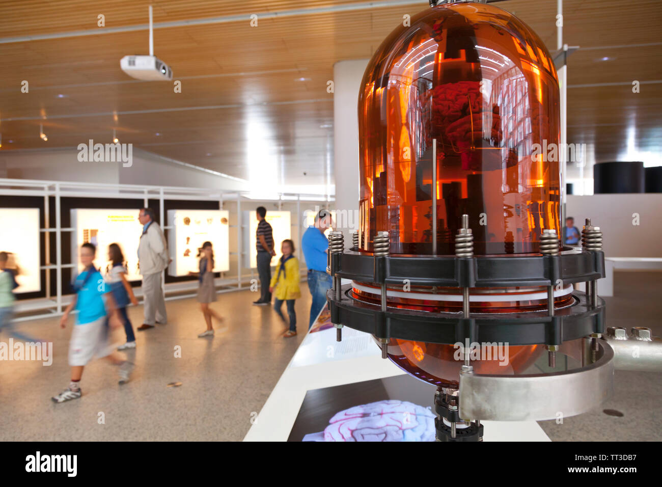 Museo de la Evolución Humana, Burgos, Castilla y León, Spain. Human ...