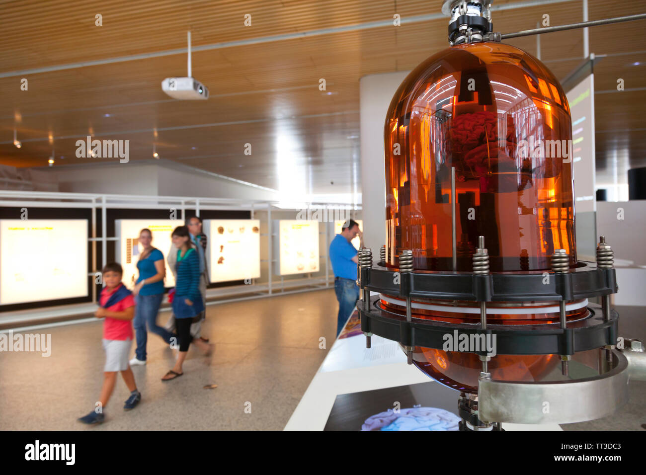 Museo de la Evolución Humana, Burgos, Castilla y León, Spain. Human ...