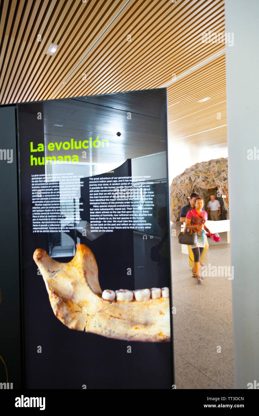 Museo de la Evolución Humana, Burgos, Castilla y León, Spain. Human ...