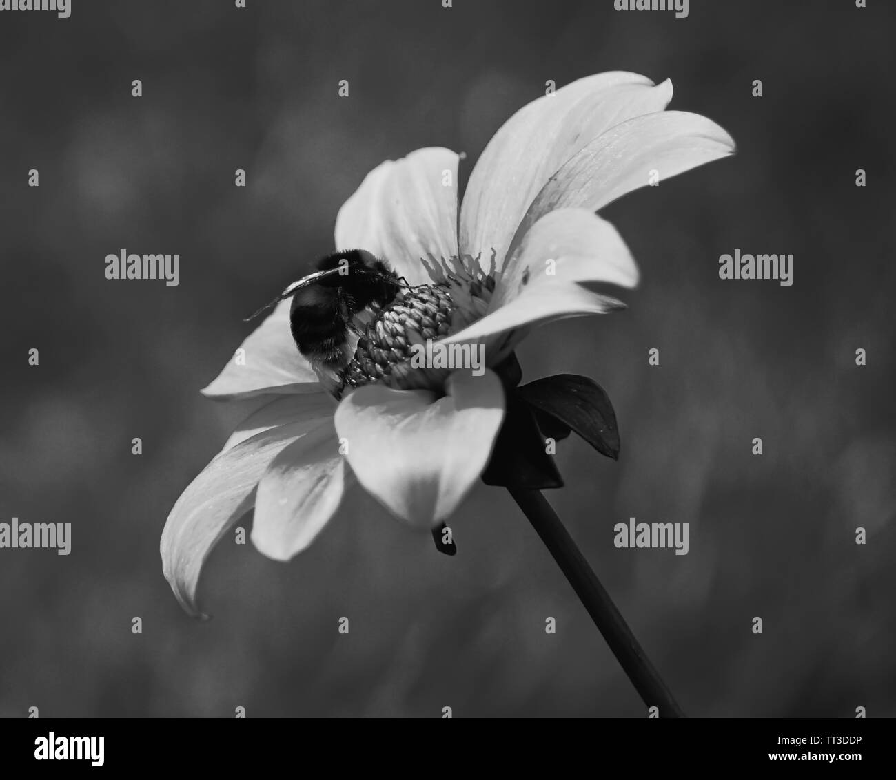 Bee dancing on its stage Stock Photo - Alamy