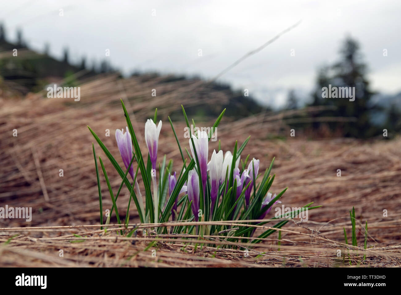 Beautiful violet crocuses flowers hi-res stock photography and images ...