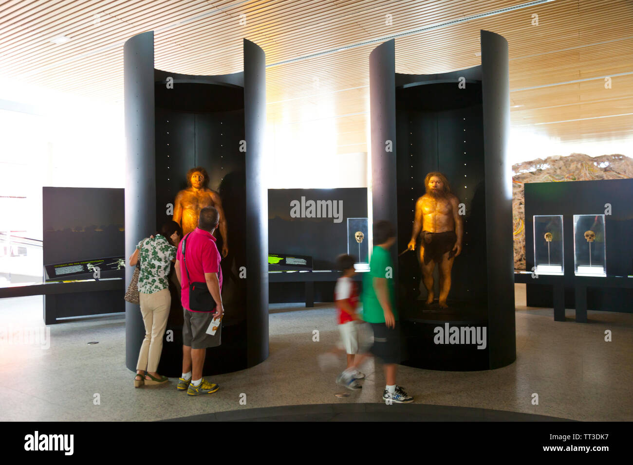 Museo de la Evolución Humana, Burgos, Castilla y León, Spain. Human ...