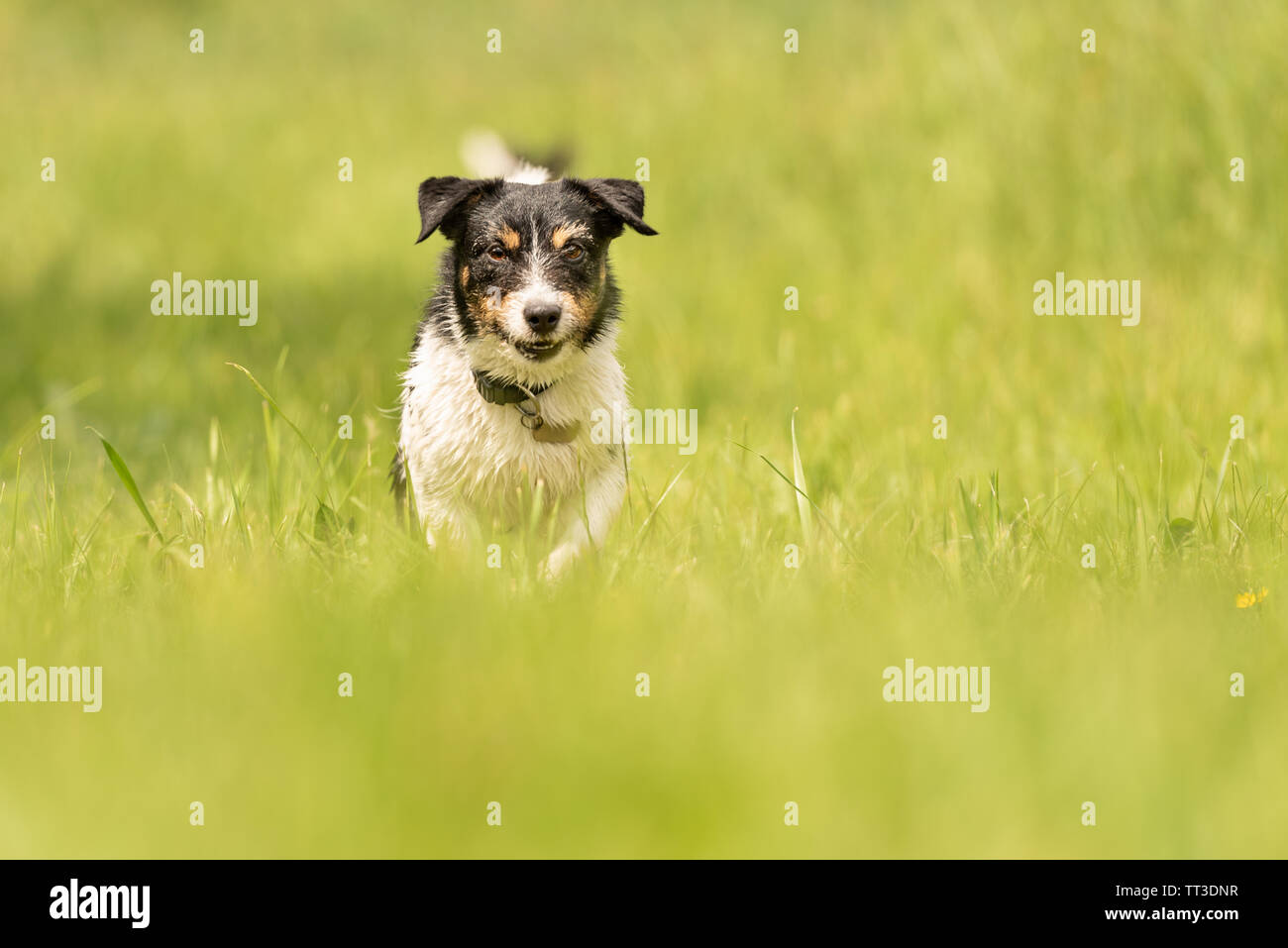 Cute small old dog runs and flies over a green meadow in spring - Jack ...